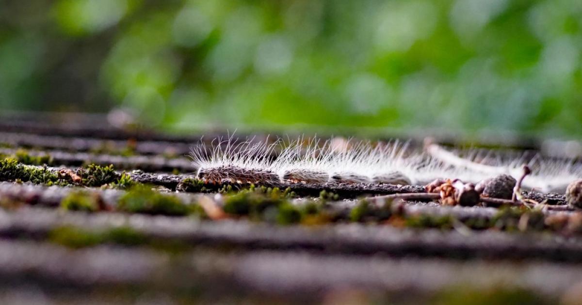 Bestrijding eikenprocessierups | Gemeente Beek