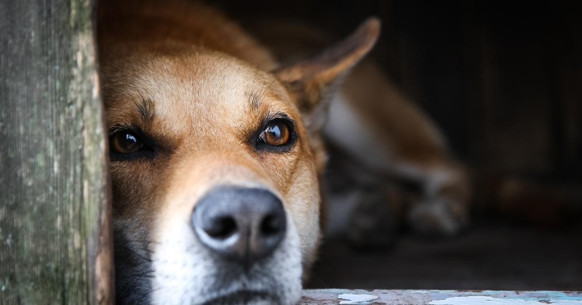 Dierenmishandeling melden: bel 144 | Gemeente Beek