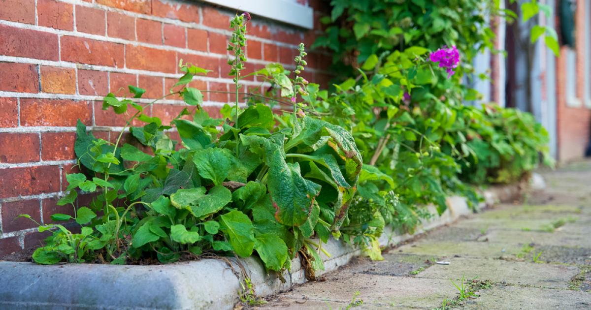 Geveltuin | Gemeente Beek