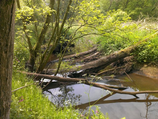Beekherstel het Merkske | Waterschap Brabantse Delta