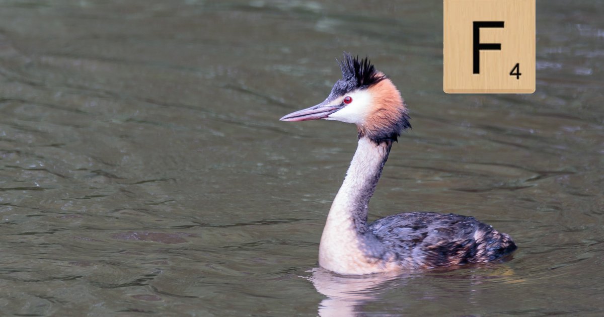 Fuut | Waterschap De Dommel