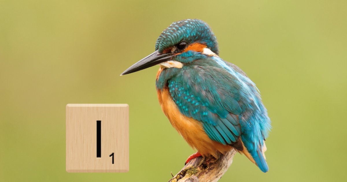 Ijsvogel | Waterschap De Dommel