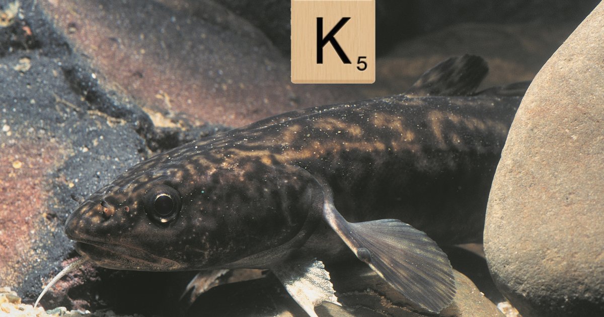 Kwabaal | Waterschap De Dommel