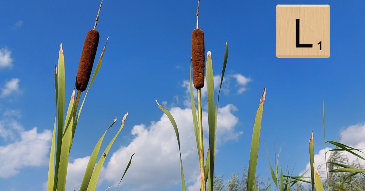 Lisdodde | Waterschap De Dommel