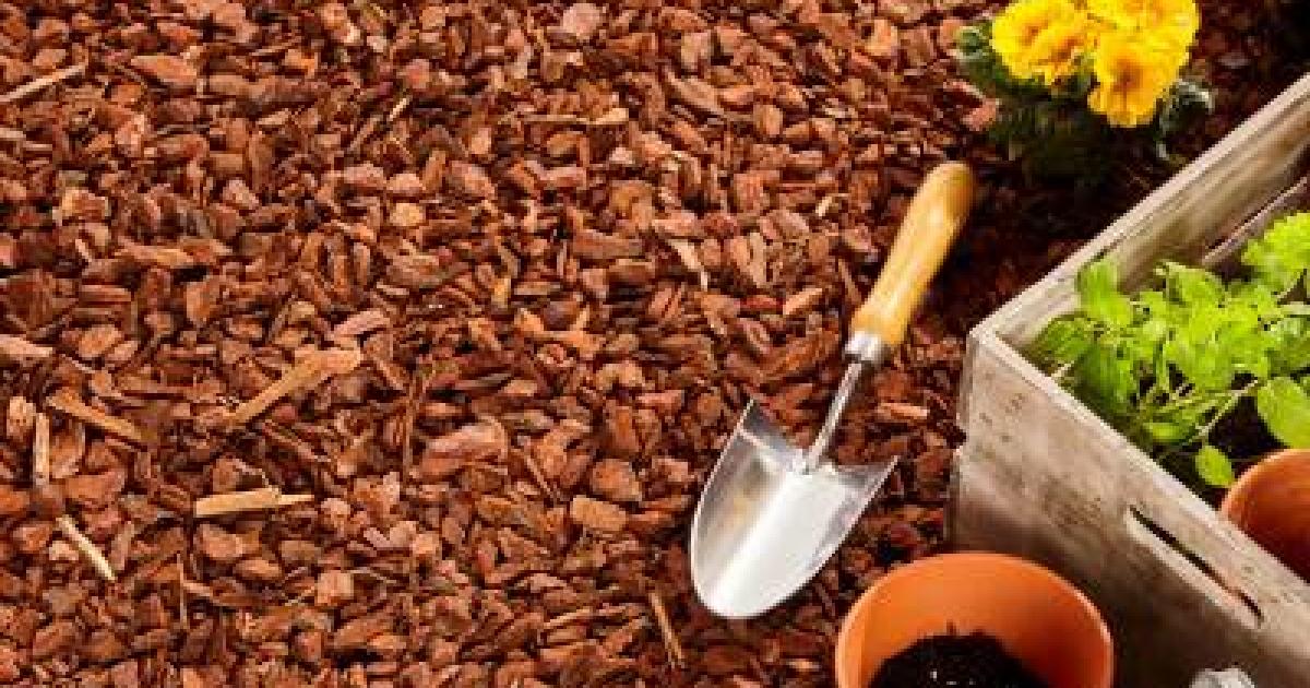 Gezonde bedekte bodem | Hoogheemraadschap Hollands Noorderkwartier