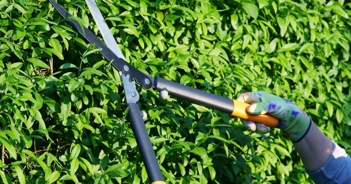 Een groene erfafscheiding | Hoogheemraadschap Hollands Noorderkwartier