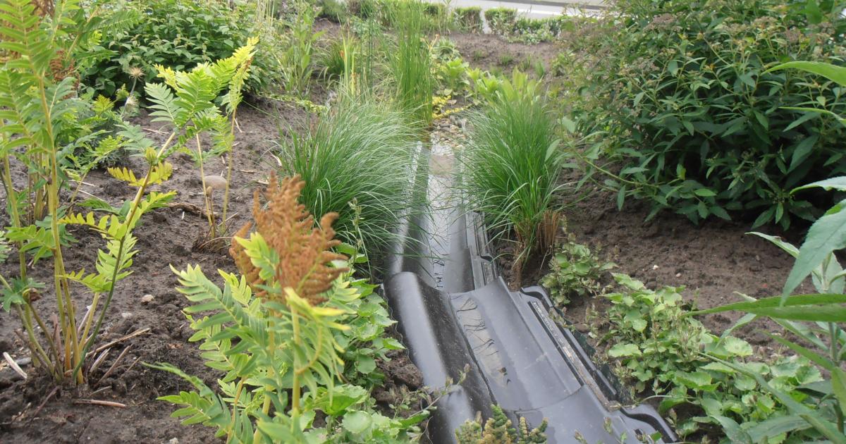 Wadi met planten | Hoogheemraadschap Hollands Noorderkwartier