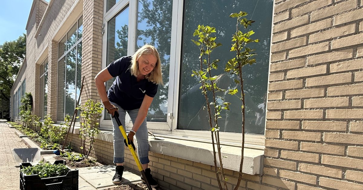 Wethouder Van Werven helpt mee bij NK Tegelwippen: gemeentehuis krijgt ...