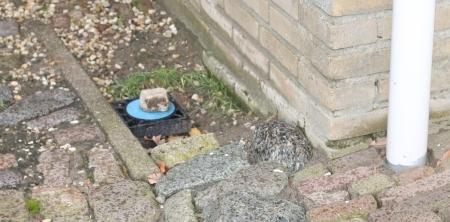 Wateroverlast: wat doet de gemeente? | Gemeente Middelburg