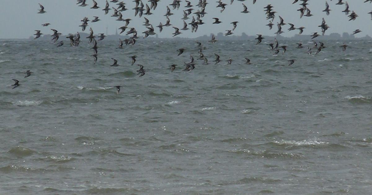 Waddenzee Werelderfgoed | Gemeente Schiermonnikoog