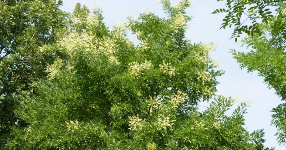 Honingboom | Gemeente Simpelveld