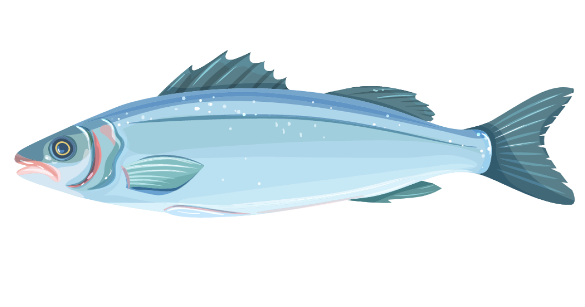 Regels voor vissen op zeebaars | Gemeente Vlieland