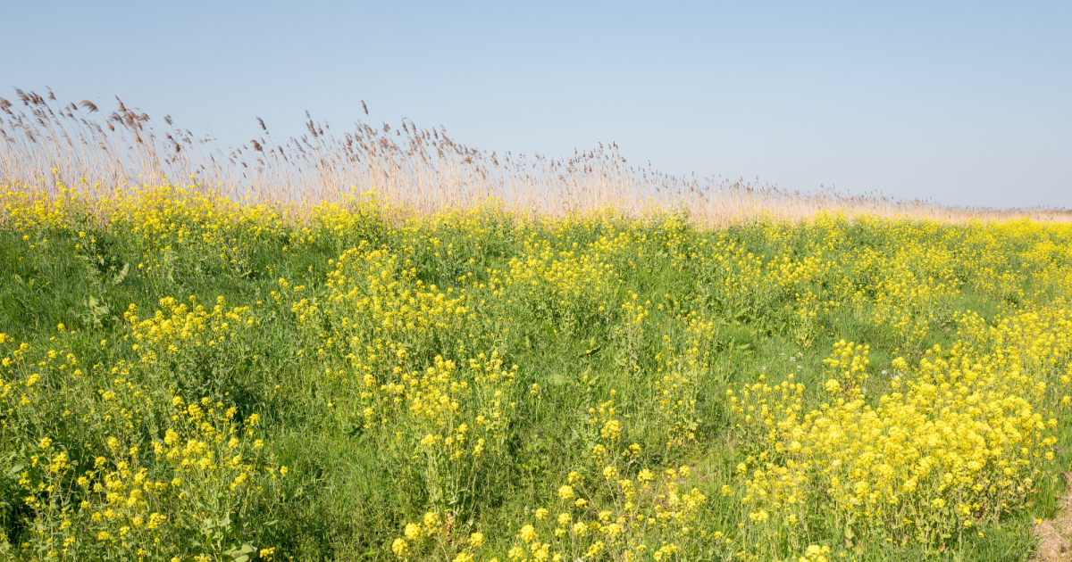 Dijken en natuur: een symbiose | Waterschap Drents Overijsselse Delta