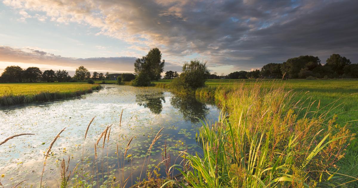 Naar lucht happende en dode vissen door weinig zuurstof in De Reest ...